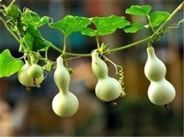 How to water the gourd - The Plant Aide