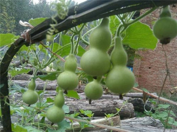 How to water the gourd - The Plant Aide