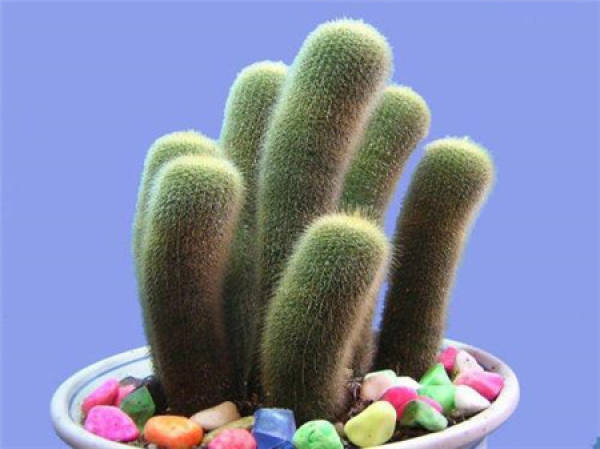 Why does cactus grow thorns - The Plant Aide