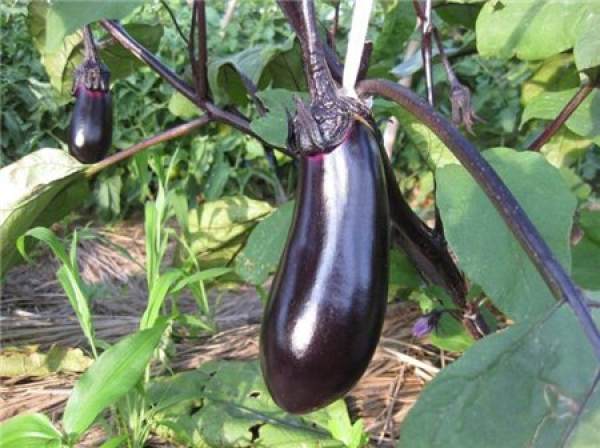 Diseases and insect pests of Eggplant and their control - The Plant Aide