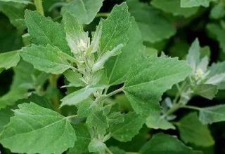 The effect and function of grey vegetable - The Plant Aide