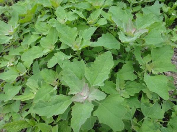 The effect and function of grey vegetable - The Plant Aide