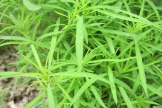 The effect and function of broom - The Plant Aide