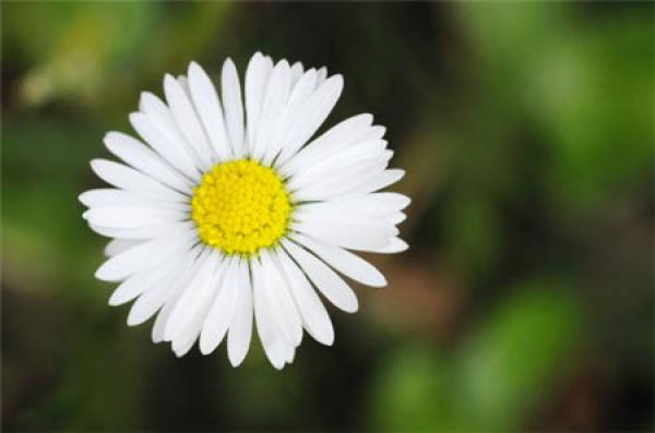 Is Daisy poisonous - The Plant Aide