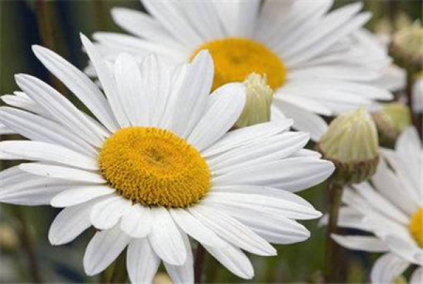 Is Daisy poisonous - The Plant Aide