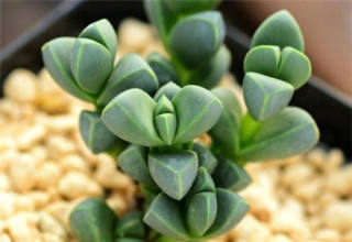 The difference between antler Begonia and Jasper lotus - The Plant Aide