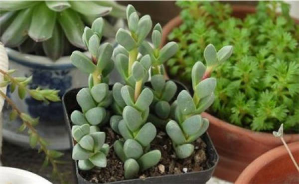 The difference between antler Begonia and Jasper lotus - The Plant Aide