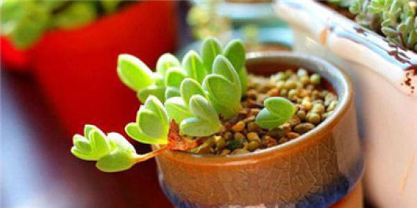 The difference between antler Begonia and Jasper lotus - The Plant Aide