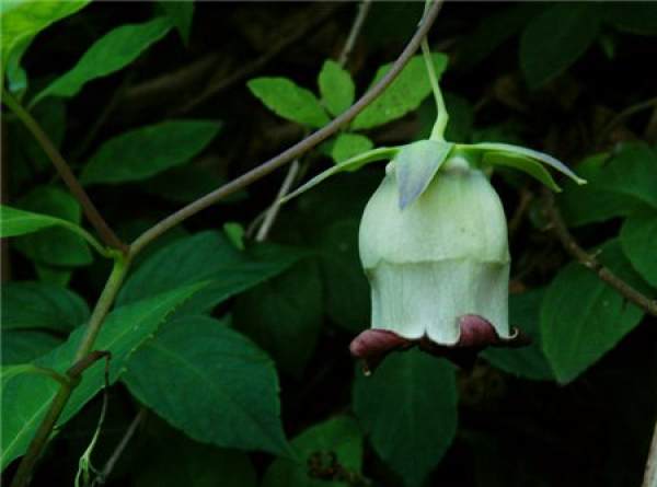 The effect and function of milk flower - The Plant Aide