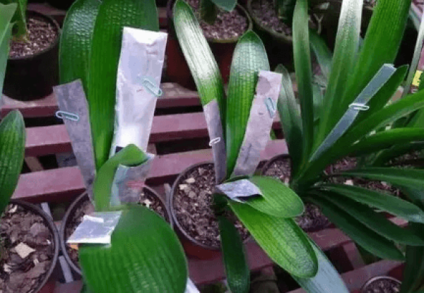 How to grow Clivia? Keep it like this three times a year! - The Plant Aide