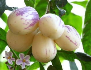 How to eat ginseng fruit - The Plant Aide