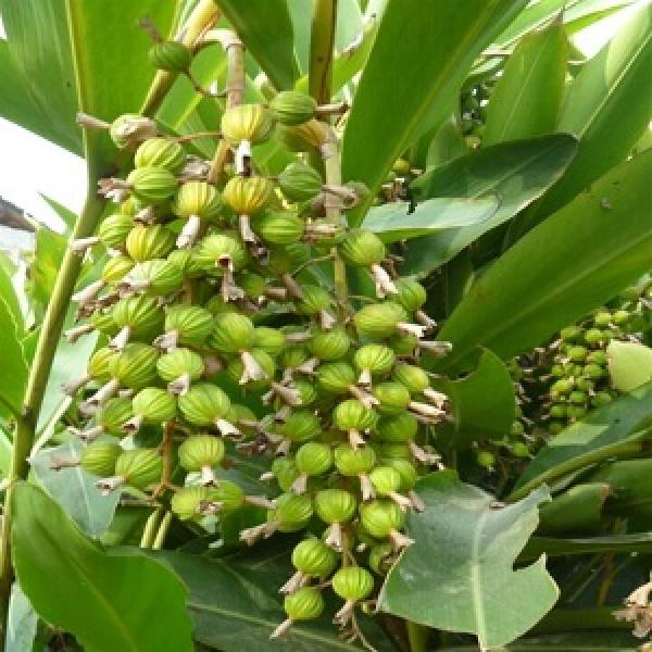 The main value of Amomum villosum - The Plant Aide