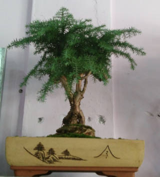How to maintain Australian fir bonsai - The Plant Aide