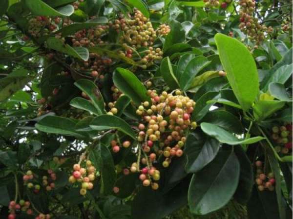 What are the functions of May tea - The Plant Aide