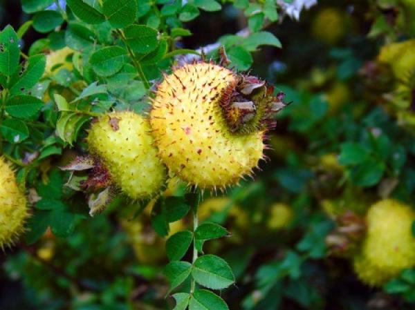 Effect and function of Rosa roxburghii Tratt - The Plant Aide