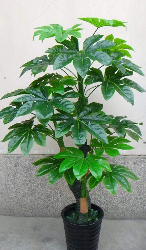 How to deal with the sagging branches - The Plant Aide