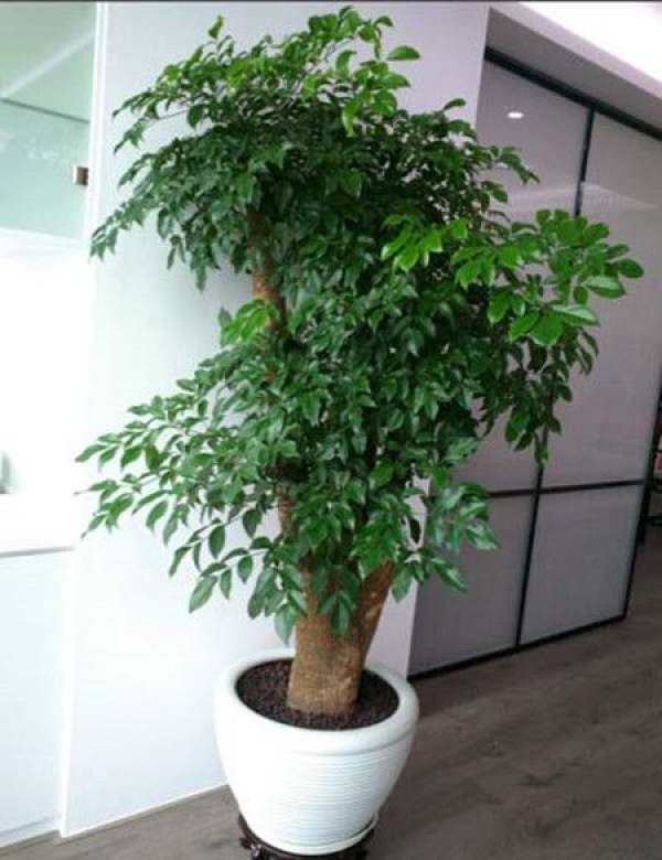 How to deal with the sagging branches - The Plant Aide