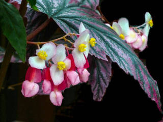 How to prune Begonia - The Plant Aide