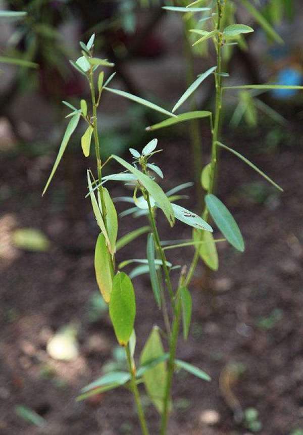 How to water the dancing grass? It's very important to control water ...