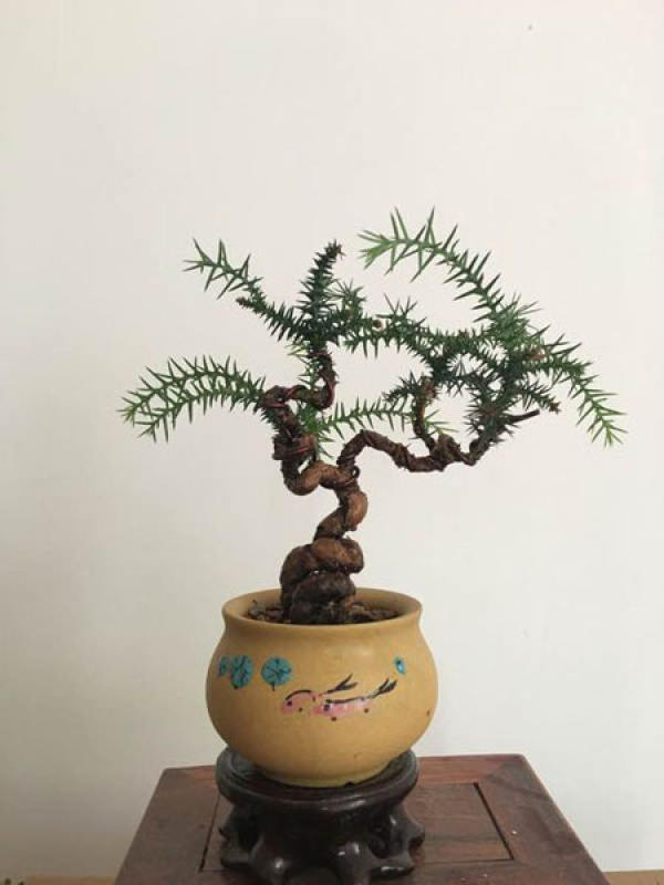 How to trim Australian fir - The Plant Aide