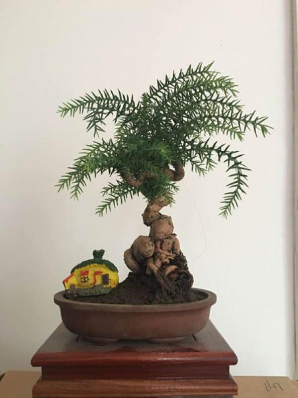 How to trim Australian fir - The Plant Aide