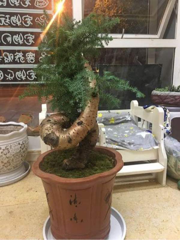 How to trim Australian fir - The Plant Aide