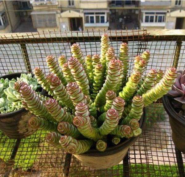 How to deal with the lignification of the pork string - The Plant Aide