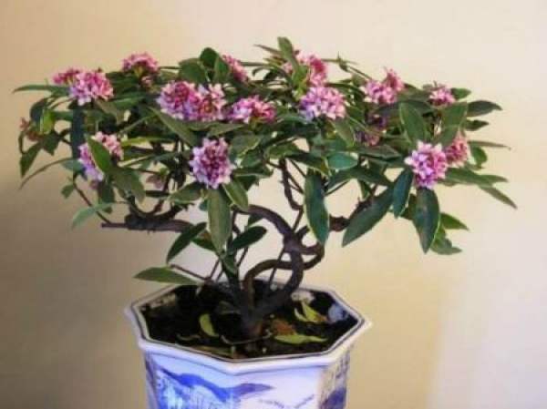How to water the Daphne in Phnom Penh? It's gorgeous! - The Plant Aide