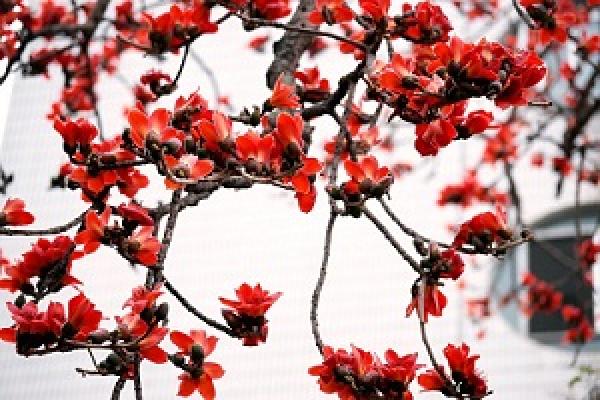 How to trim kapok - The Plant Aide