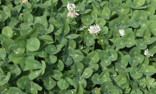 How to fertilize clover - The Plant Aide