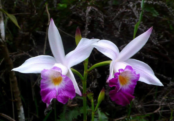 The effect and function of Phyllostachys praecox - The Plant Aide