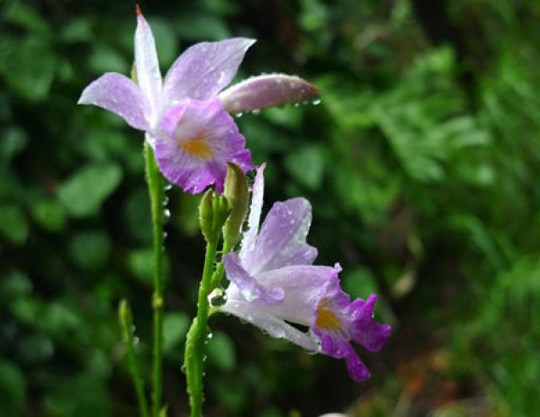 The effect and function of Phyllostachys praecox - The Plant Aide