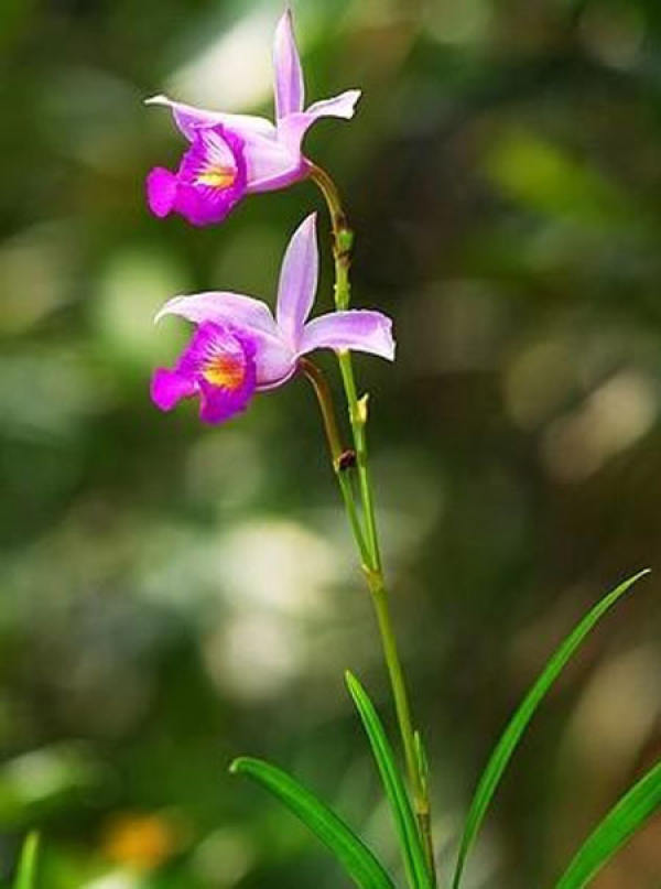 The effect and function of Phyllostachys praecox - The Plant Aide