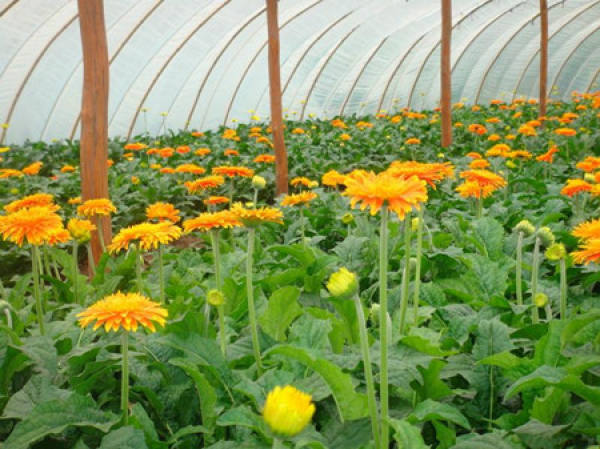 How to fertilize Gerbera - The Plant Aide