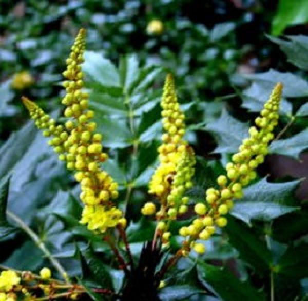 The effect and function of ten Mahonia - The Plant Aide