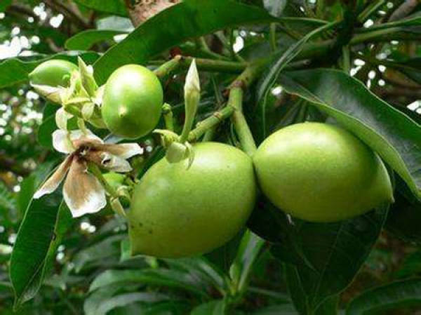 Effect and function of sea mango - The Plant Aide