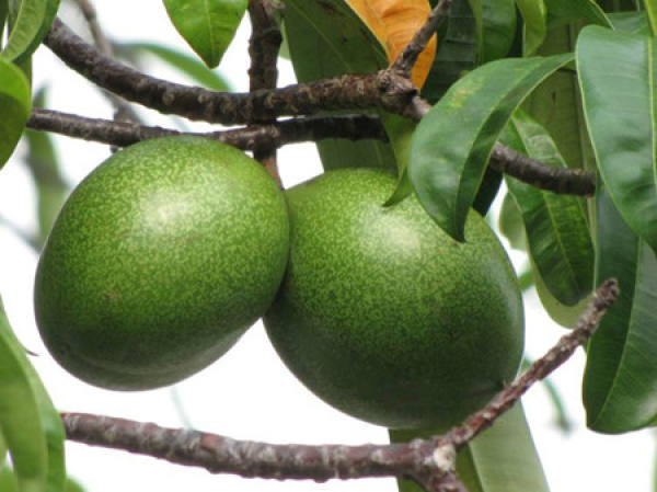 Effect and function of sea mango - The Plant Aide