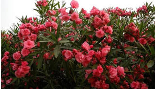 How to water oleander - The Plant Aide