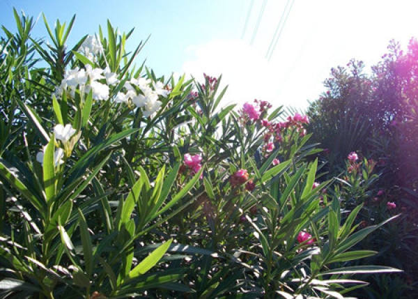 How to water oleander - The Plant Aide
