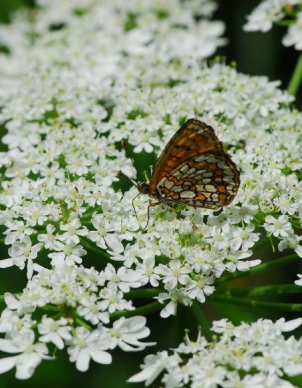Effect and function of pubescence and Angelica pubescens - The Plant Aide