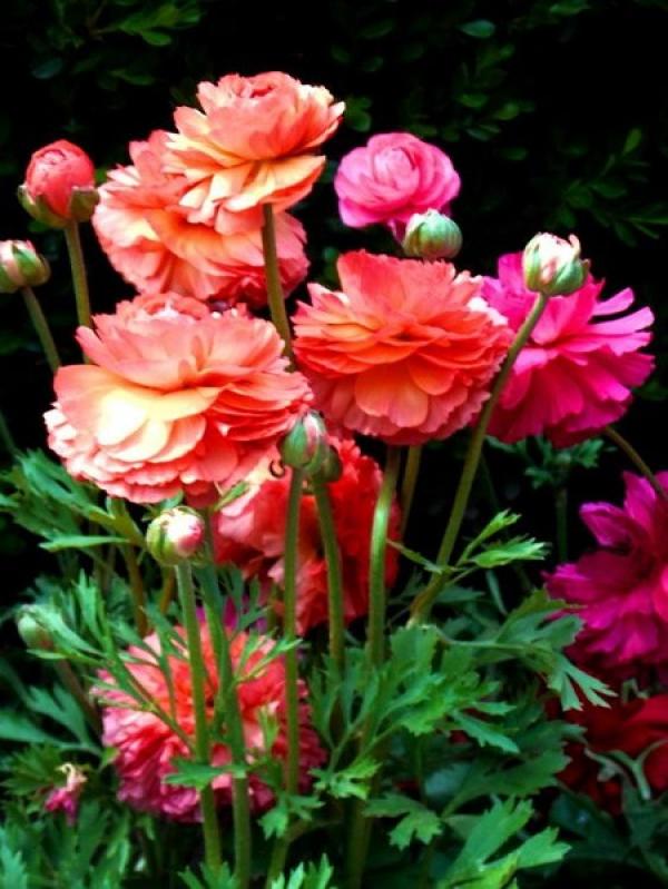 Propagation method of celery leaf Peony - The Plant Aide