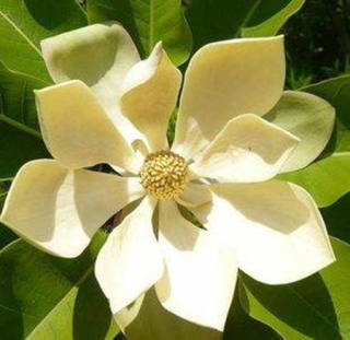 Effect and function of Magnolia officinalis - The Plant Aide