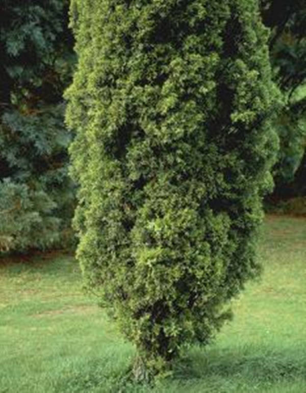 Effect and function of juniper - The Plant Aide