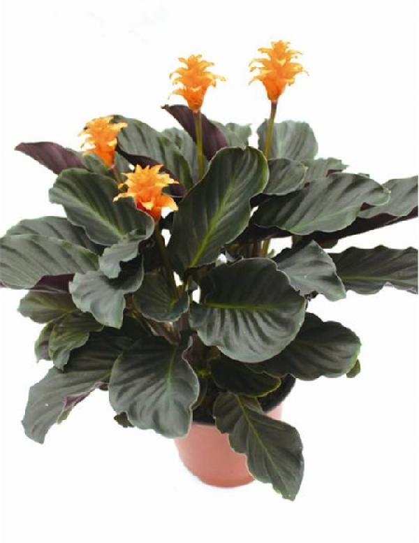 Control methods of the diseases and insect pests of the taro - The ...