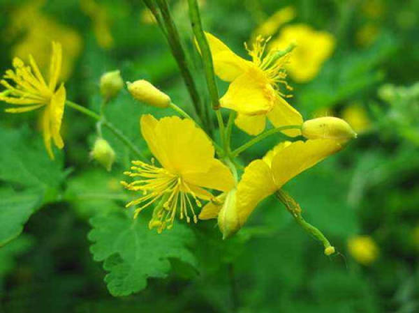 How to water Forsythia - The Plant Aide