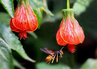 What to do with the flower bud of the Golden Bell - The Plant Aide