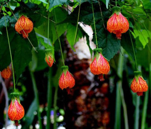 What to do with the flower bud of the Golden Bell - The Plant Aide