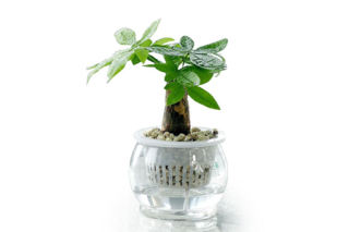 How to water Money Tree in winter - The Plant Aide