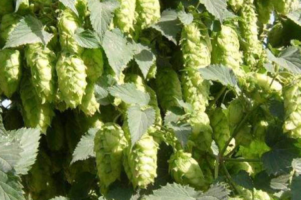 Propagation mode of hops - The Plant Aide