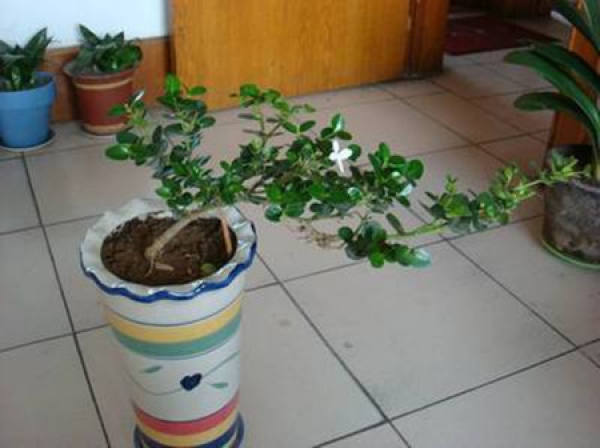 Reproduction methods of jasmine - The Plant Aide